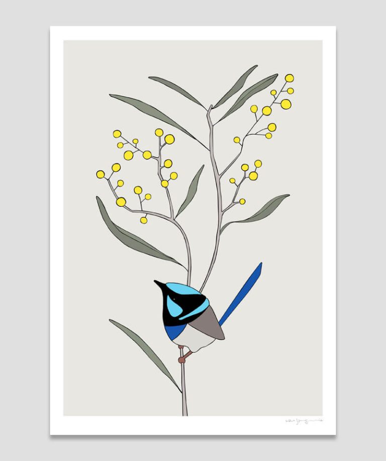 Superb Fairy-wren and Wattle – Eggpicnic